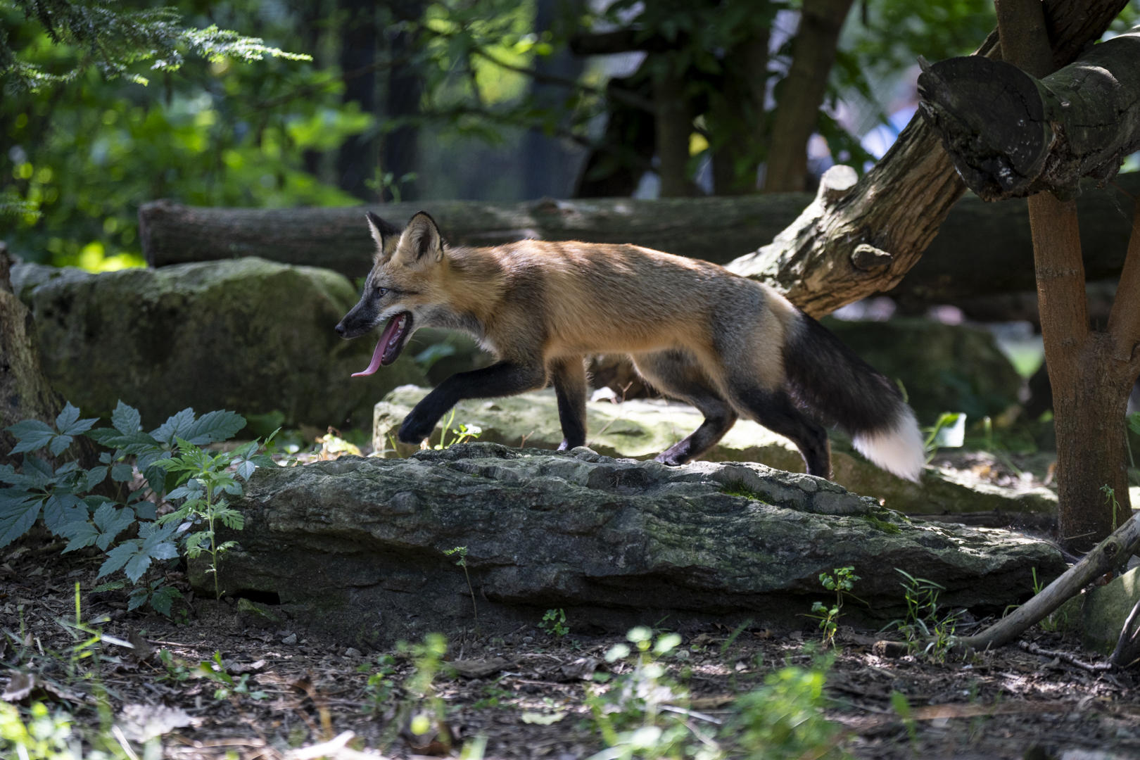 Columbus Zoo | Red Fox